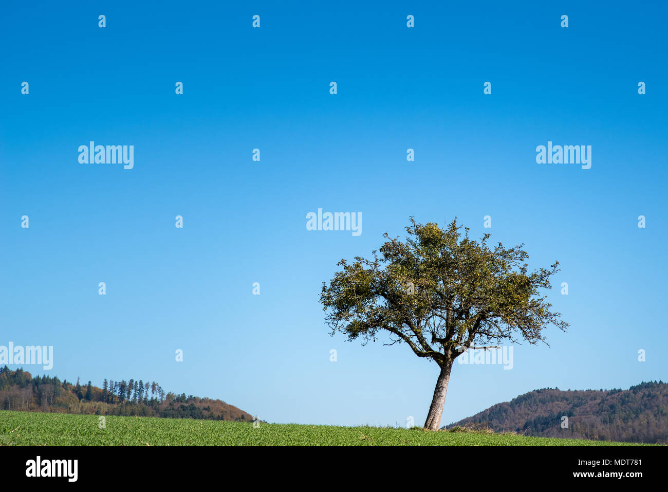 on the Dinkelberg in Germany Stock Photo - Alamy