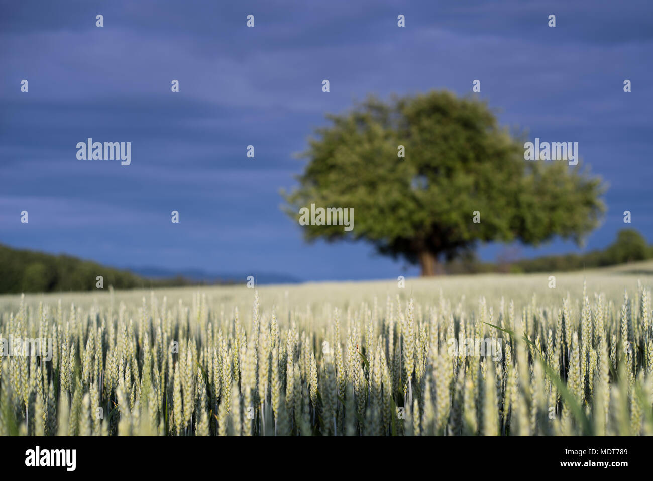 on the Dinkelberg in Germany Stock Photo - Alamy