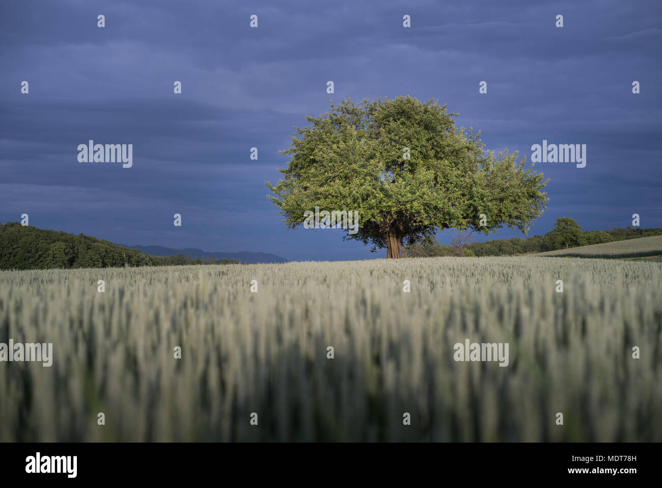 on the Dinkelberg in Germany Stock Photo - Alamy