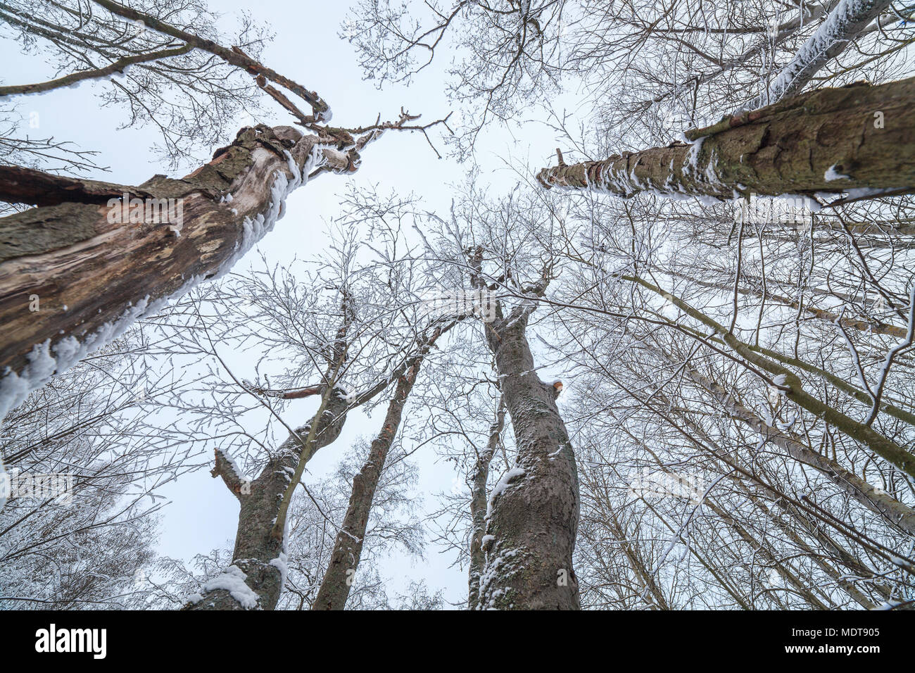 Upward perspective hi-res stock photography and images - Alamy