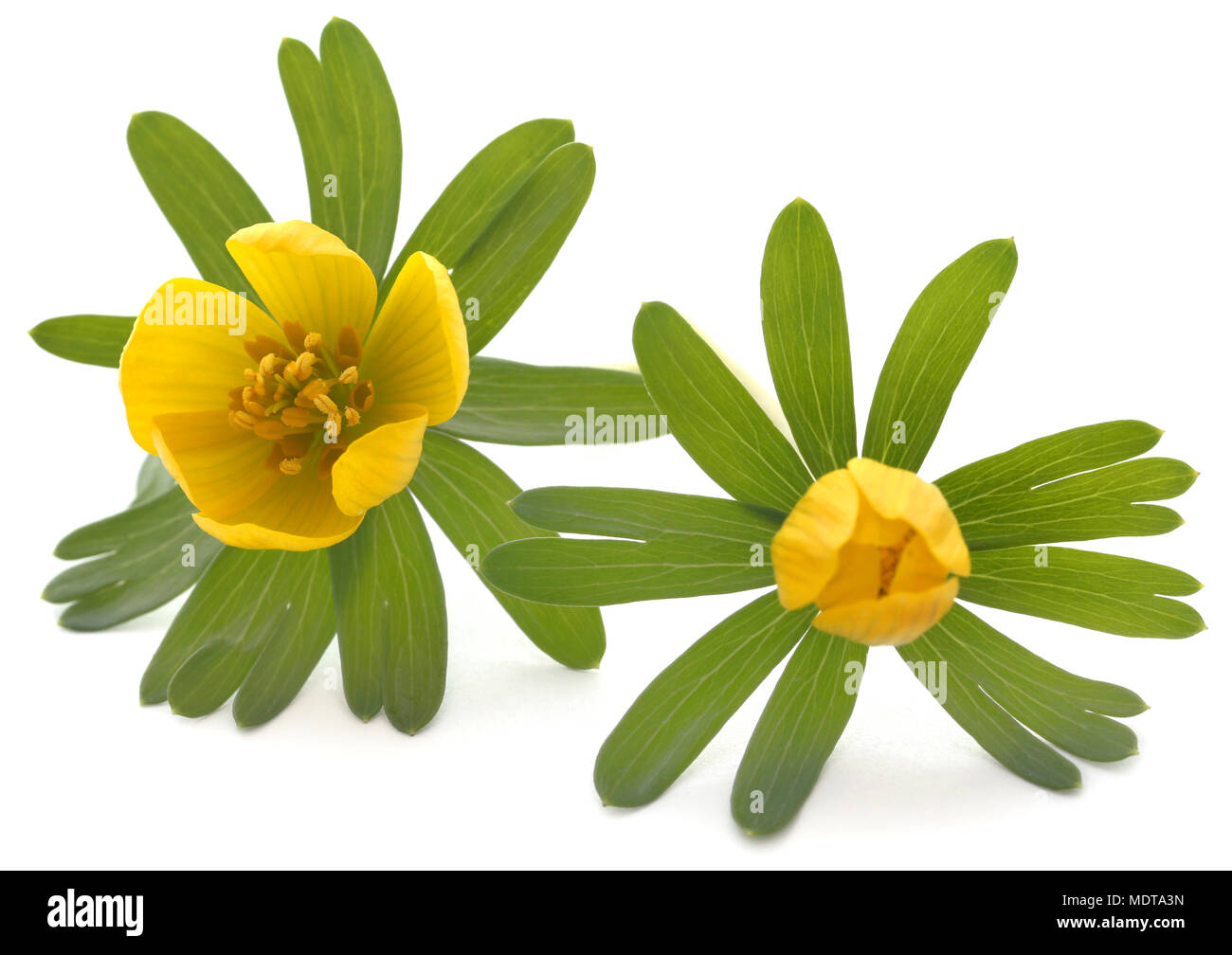 Eranthis hyemalis over white background Stock Photo - Alamy