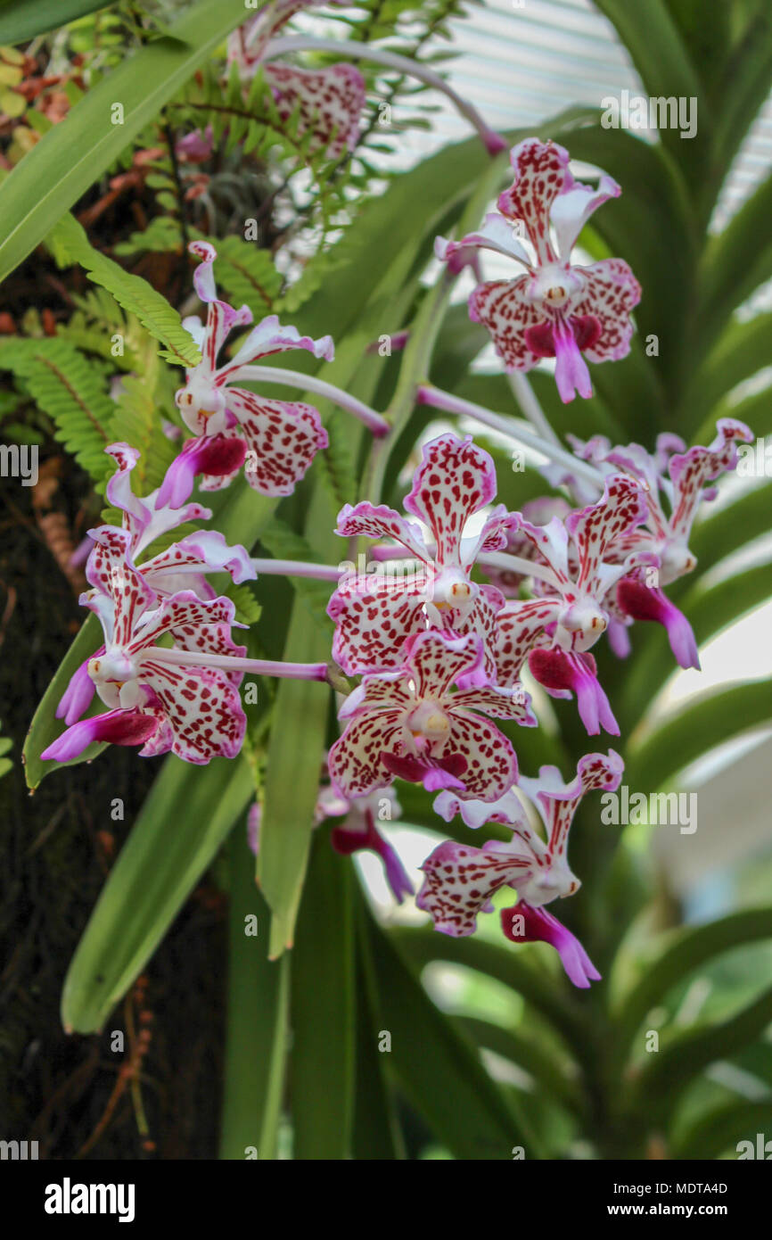 cluster of beautiful little orchids Stock Photo - Alamy