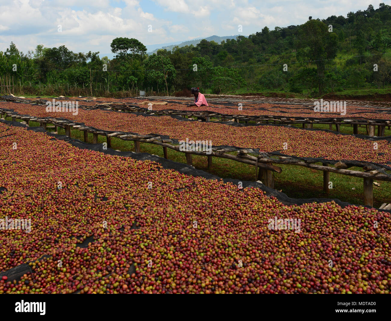 Ethiopia coffee drying hi-res stock photography and images - Alamy