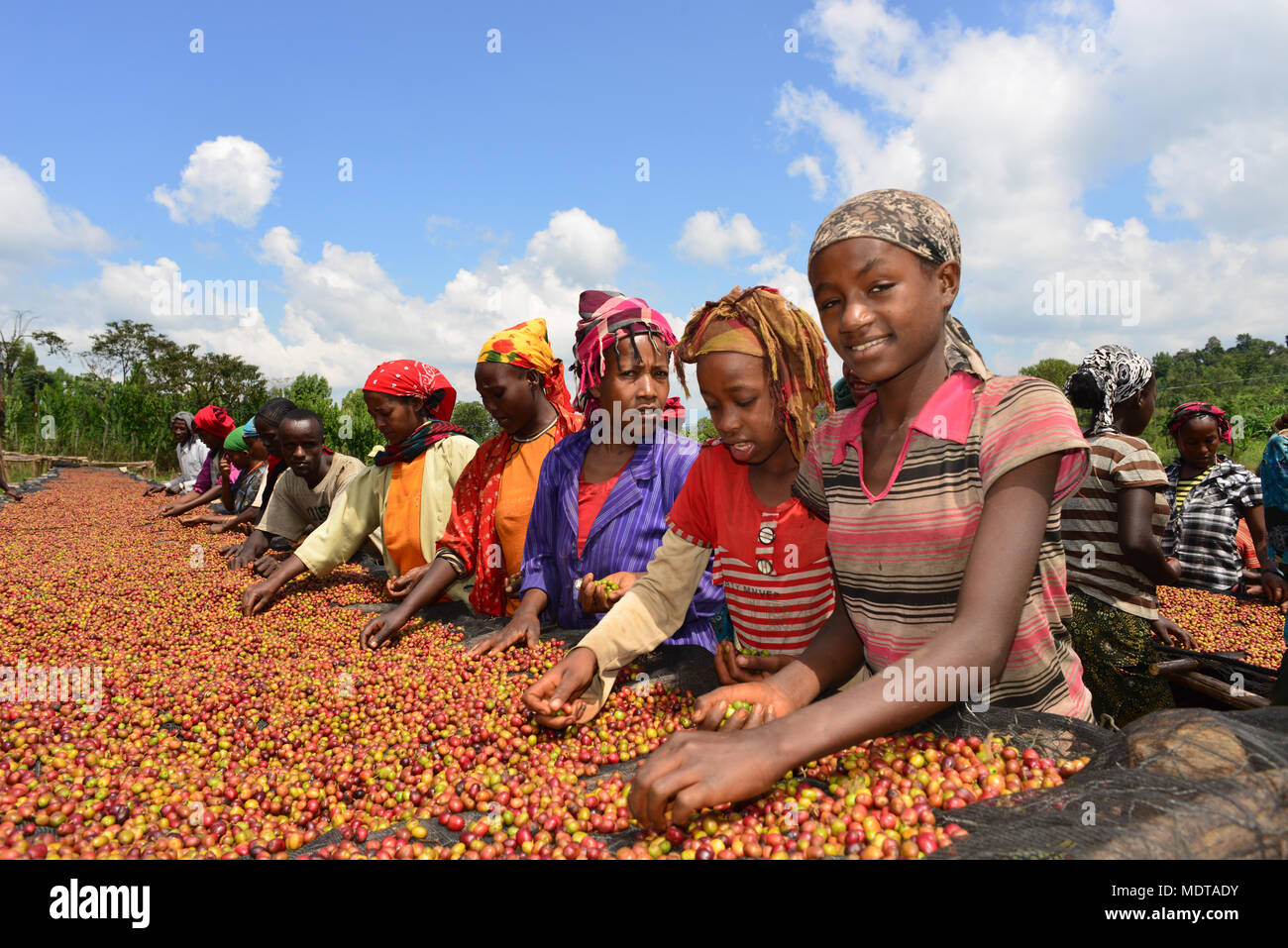 Ethiopia, Oromia, Coffee crop and processing Stock Photo - Alamy