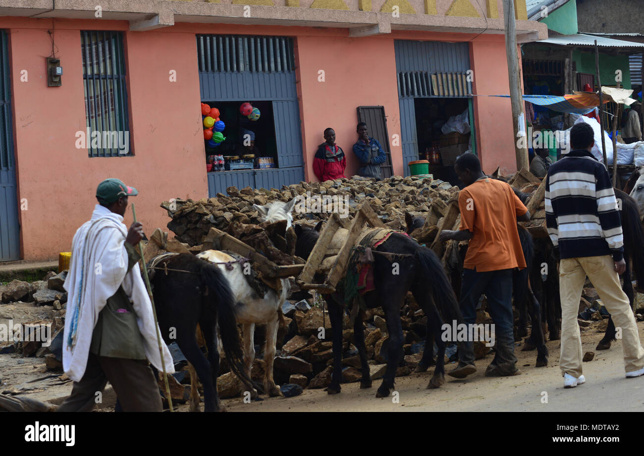 Mule mules hi-res stock photography and images - Alamy