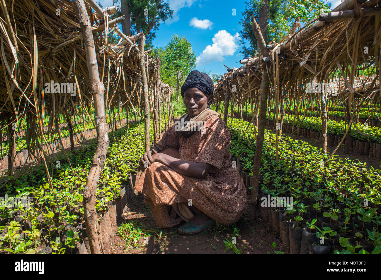 Ethiopia, Oromia, Coffee sprouts growing Stock Photo - Alamy
