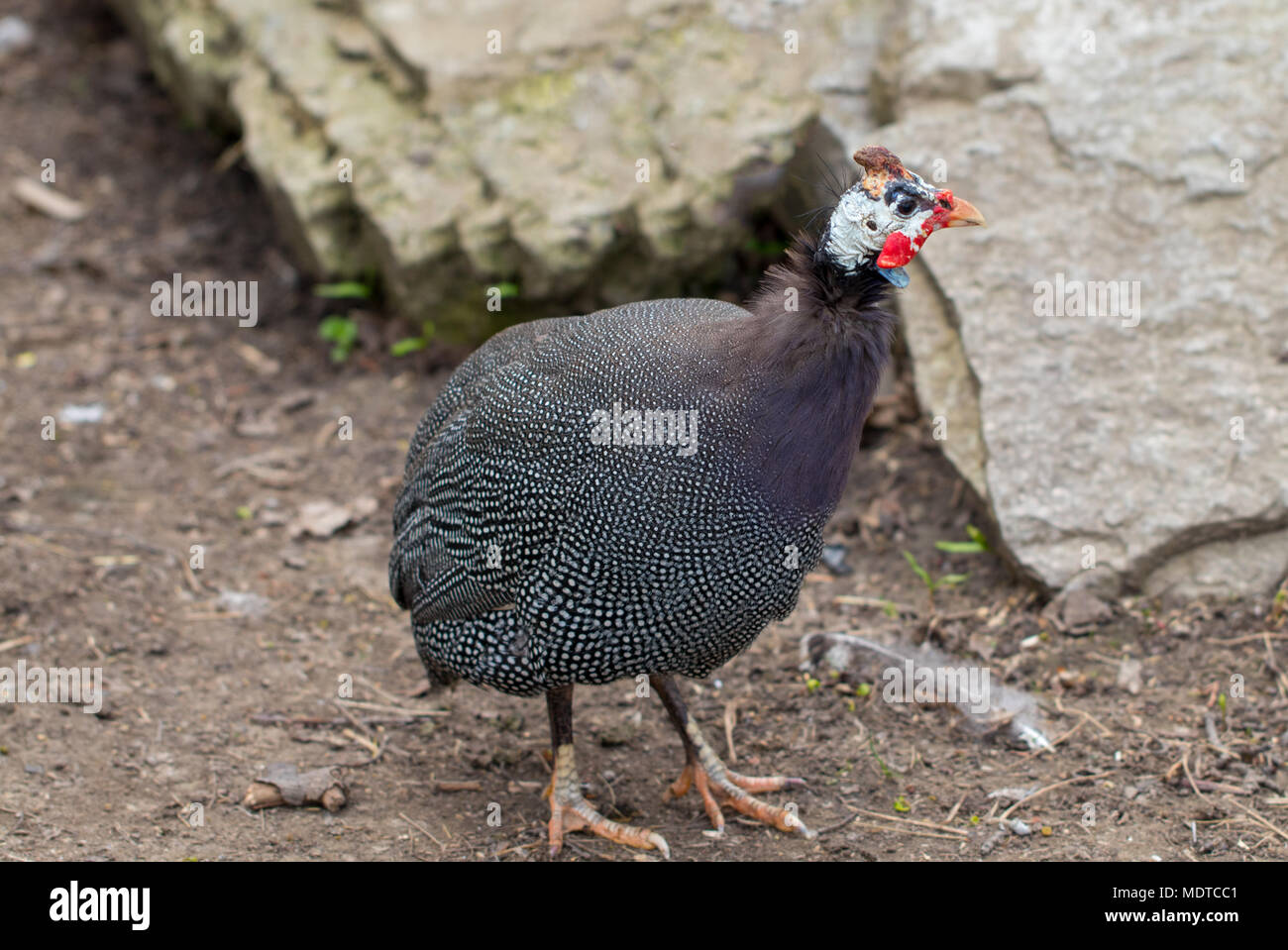 Redleggedpartridge hi-res stock photography and images - Alamy