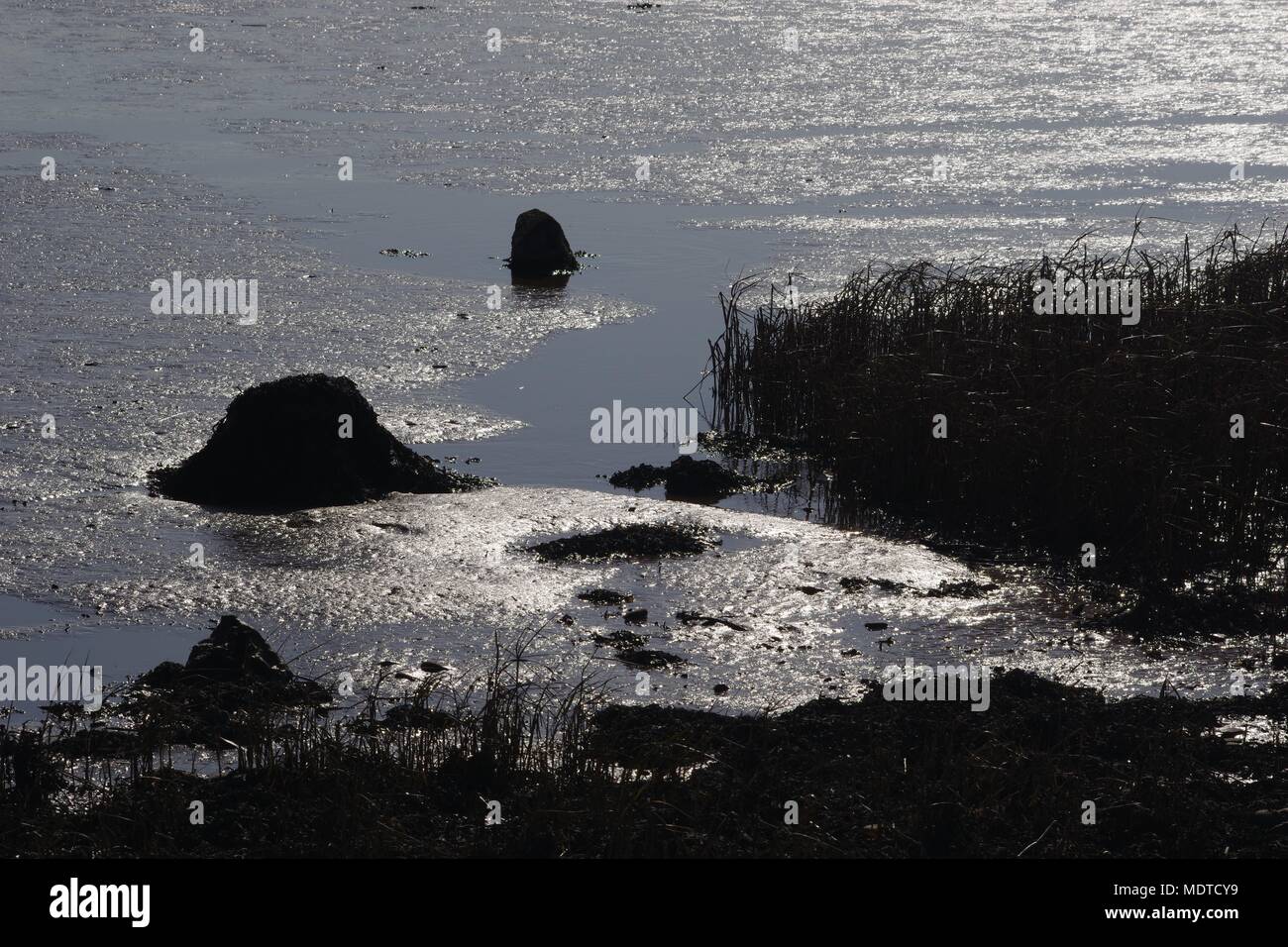 Intimate Muddy Landscape of the Exe Estuary, from Topsham, Exeter ...