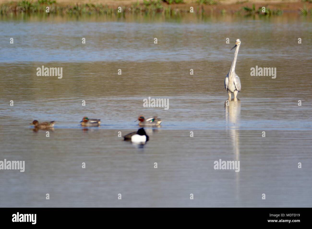 Teal Duck (Anas crecca) ang Grey Heron . Bowling Green Marsh RSPB ...