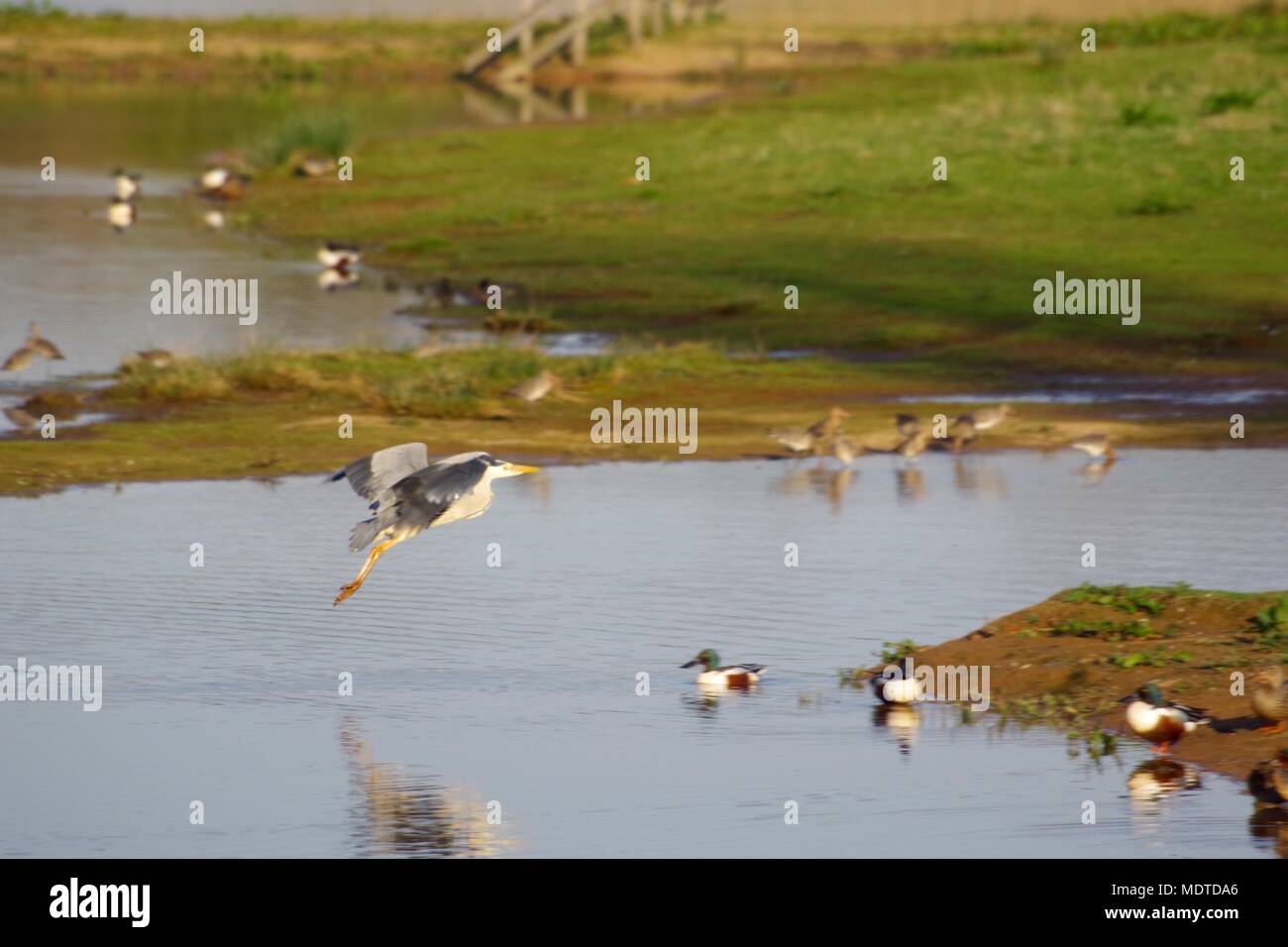 Exe estuary rspb reserve hi-res stock photography and images - Alamy
