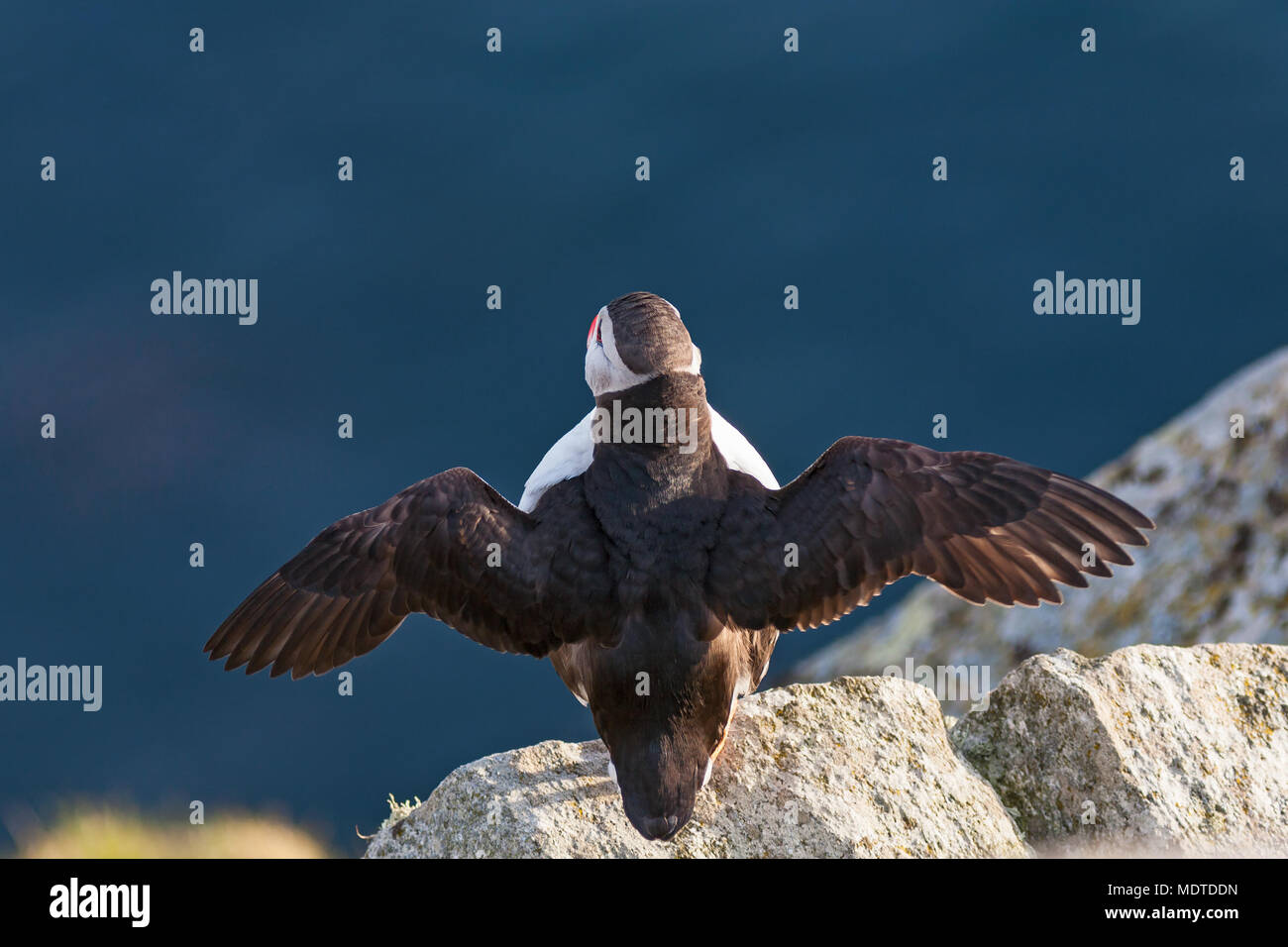 Atlantic Puffin sitting on a rock and wave the wings Stock Photo - Alamy