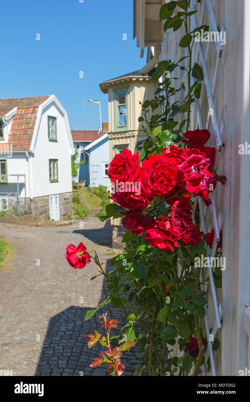 Red roses climbing on a house wall at a street Stock Photo - Alamy