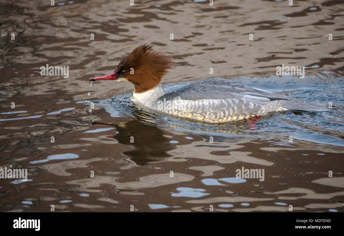 Close up female common merganser duck, Mergus Merganser, or goosander ...