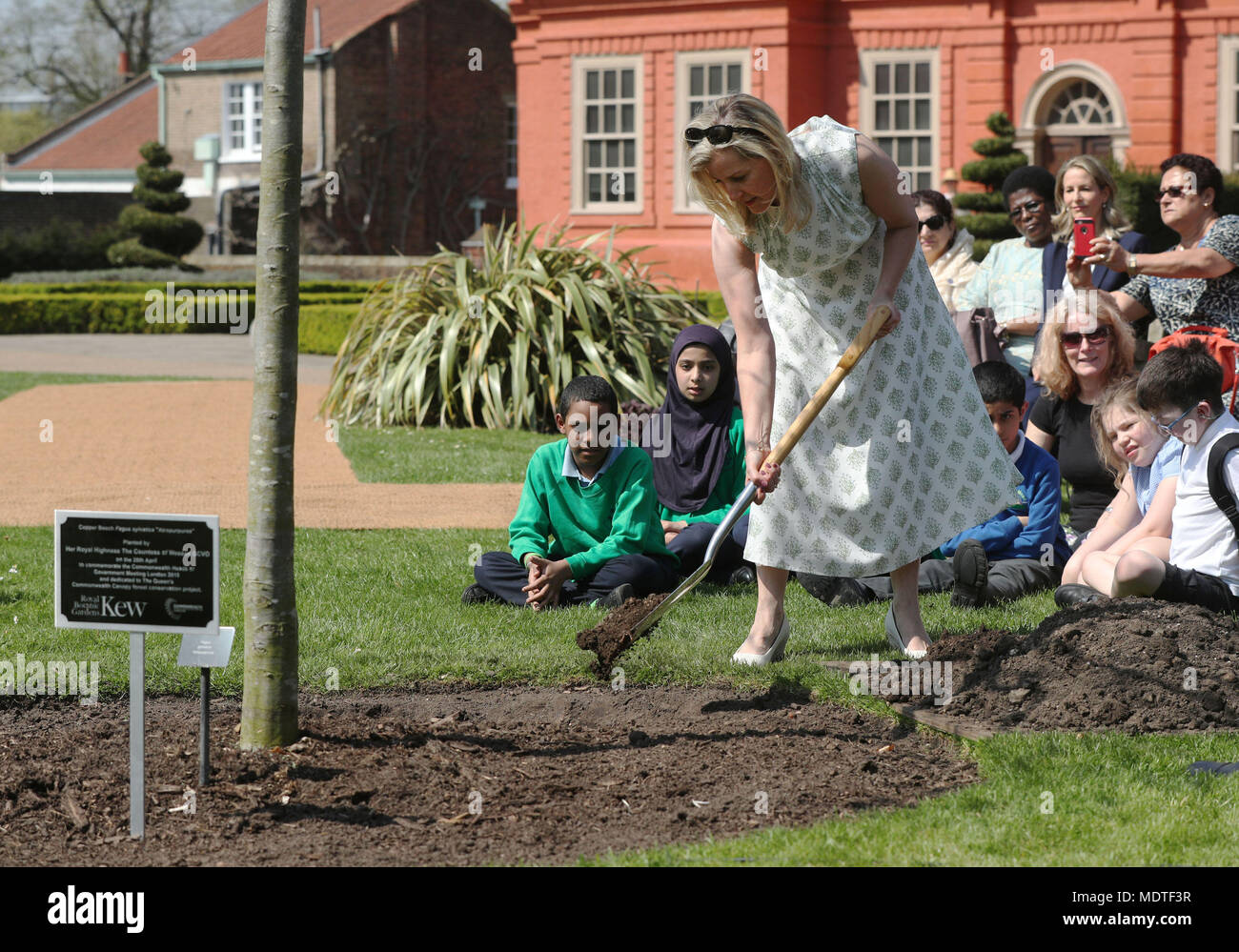 The Countess of Wessex helps plant a Copper Beech tree outside Kew ...