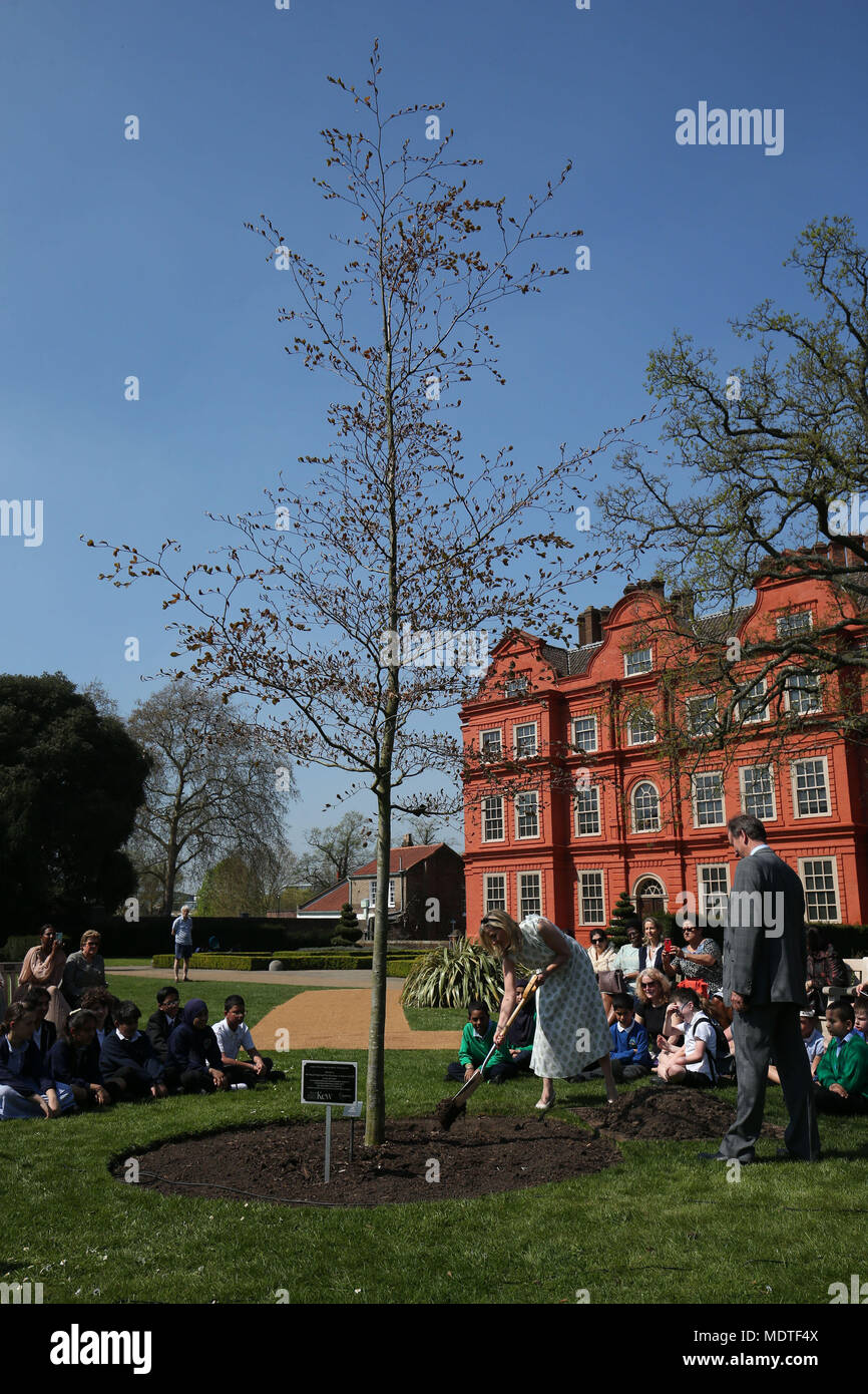 The Countess of Wessex helps plant a Copper Beech tree outside Kew ...