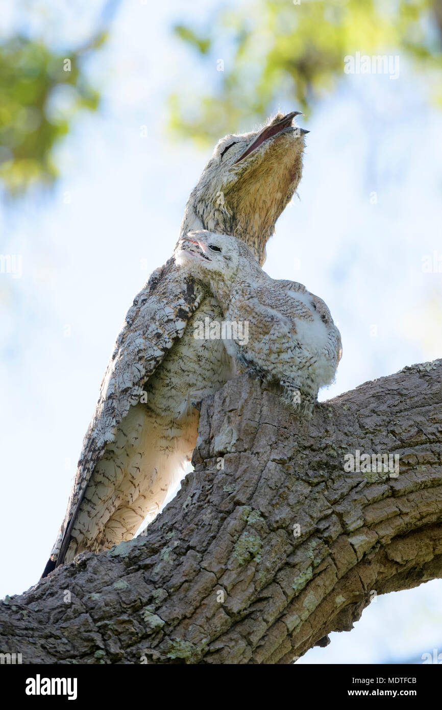 Potoo Chick High Resolution Stock Photography and Images - Alamy