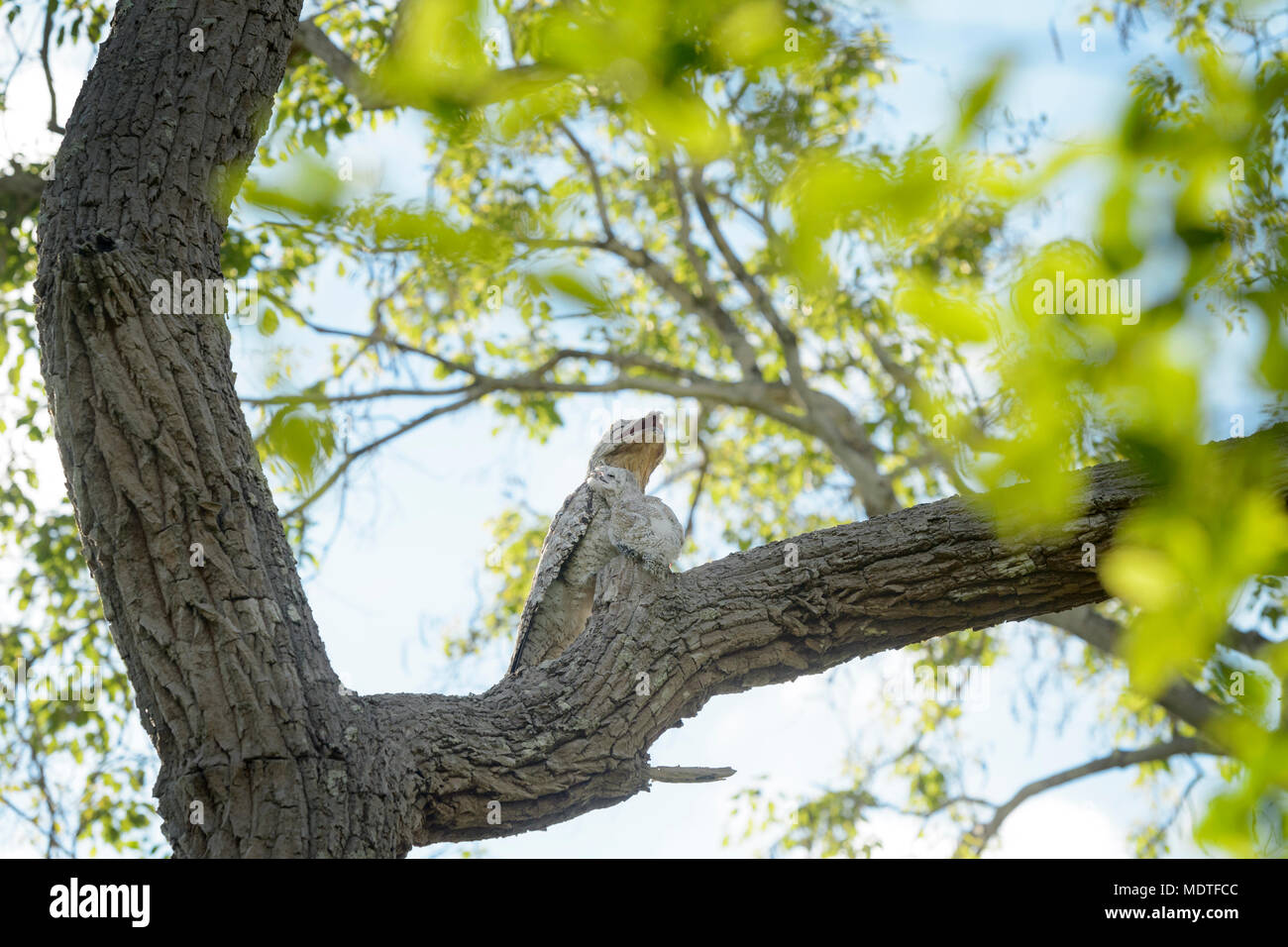 Great Potoo (Nyctibius grandis) with chick, camouflaged in a forest ...