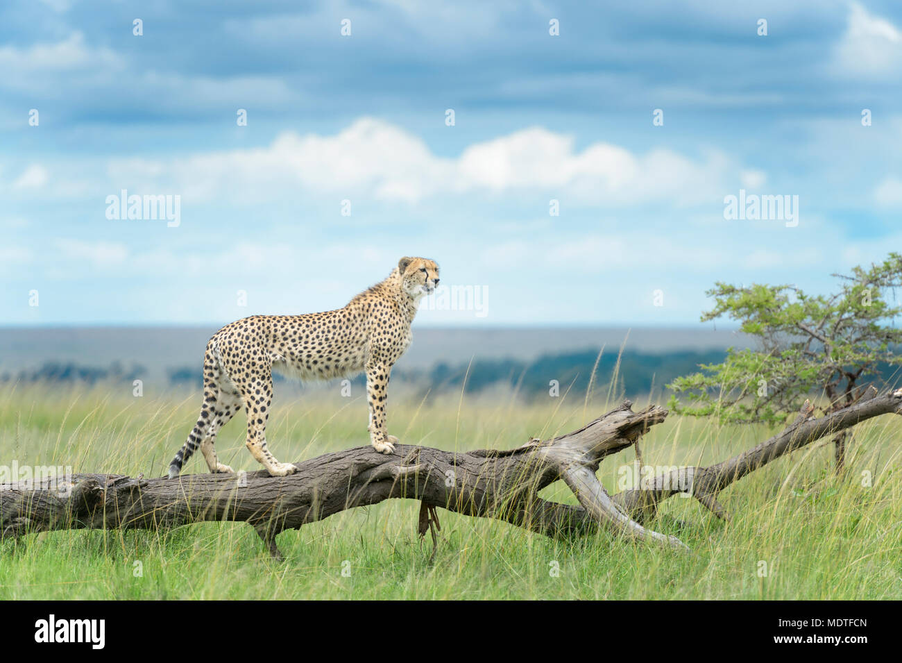 Cheetah on tree hi-res stock photography and images - Alamy