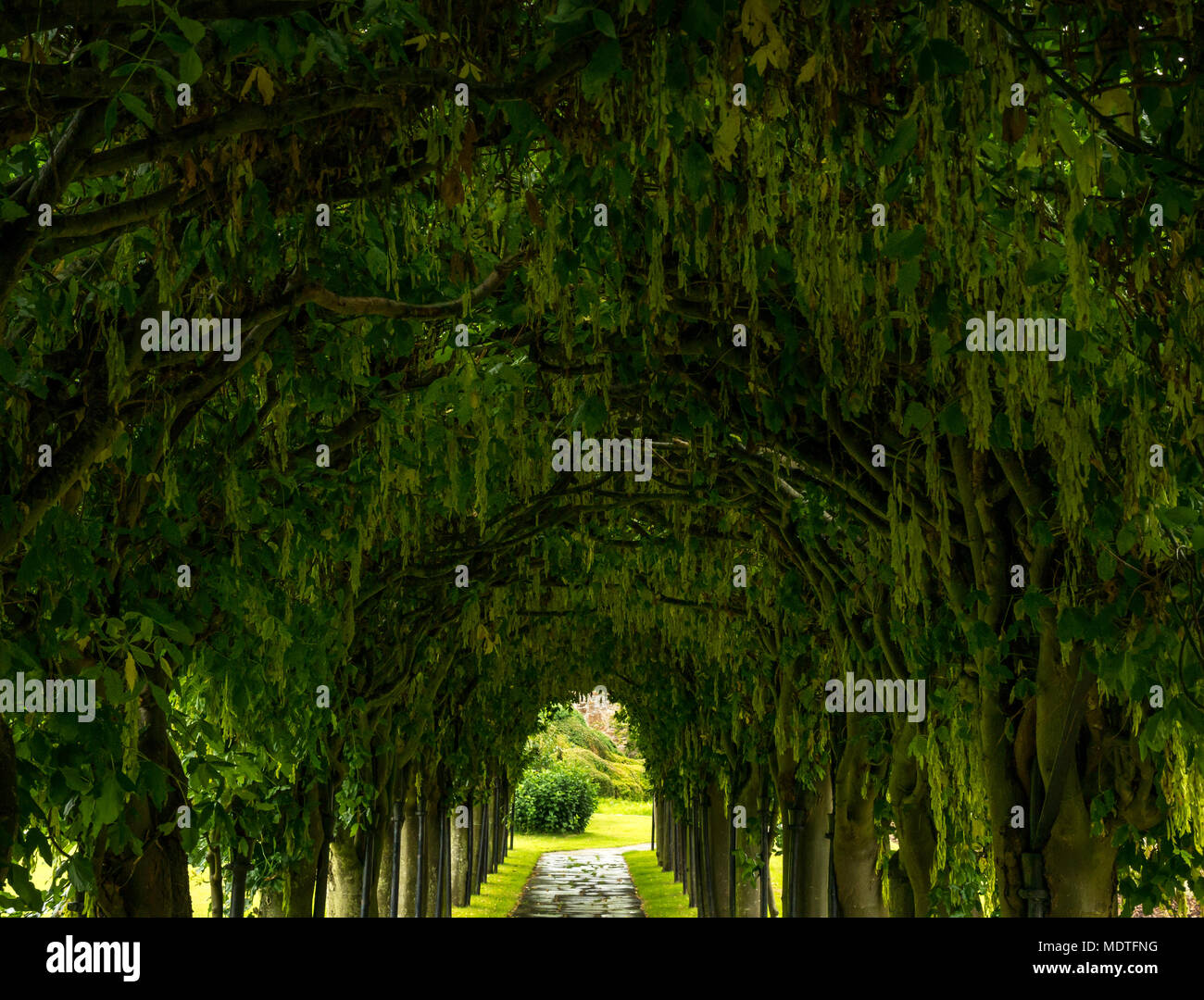 Pleached hi-res stock photography and images - Alamy