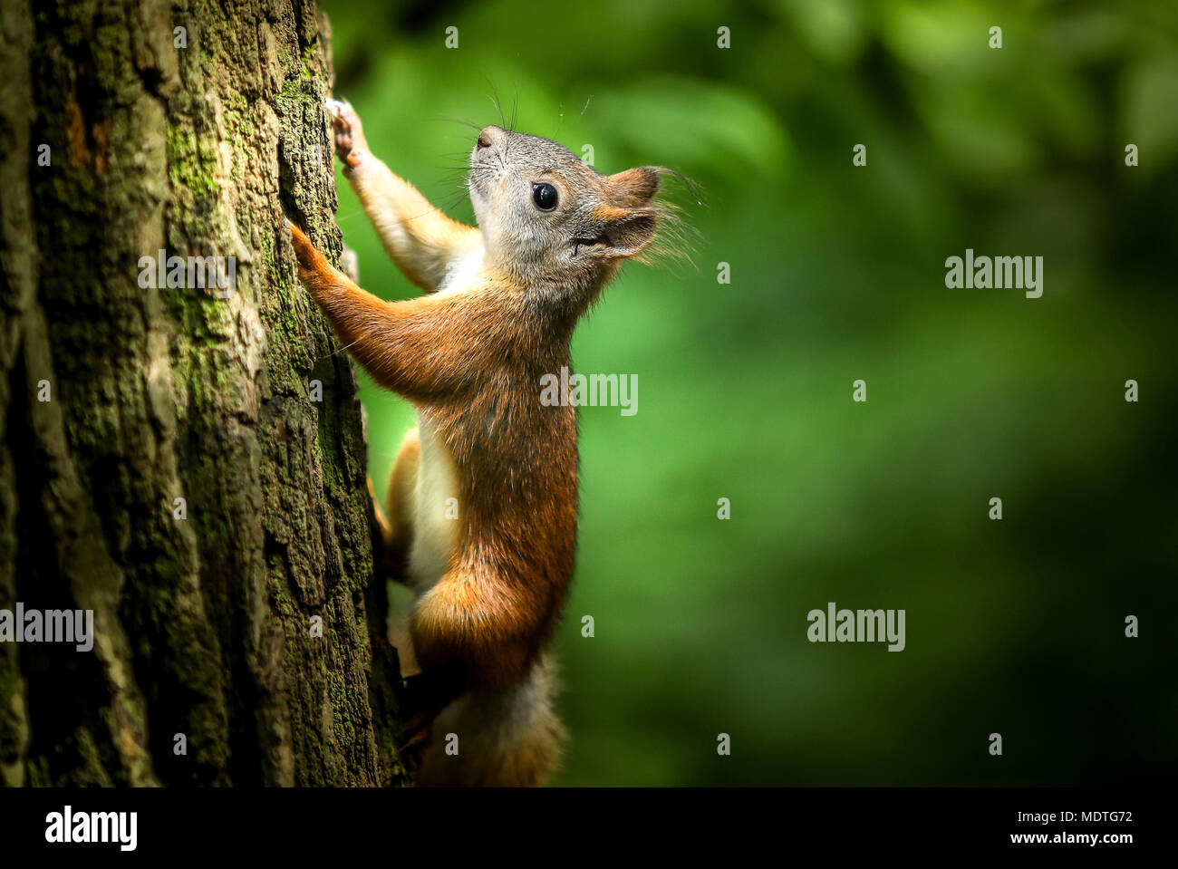 Grey Squirrel Tree Bark High Resolution Stock Photography and Images ...