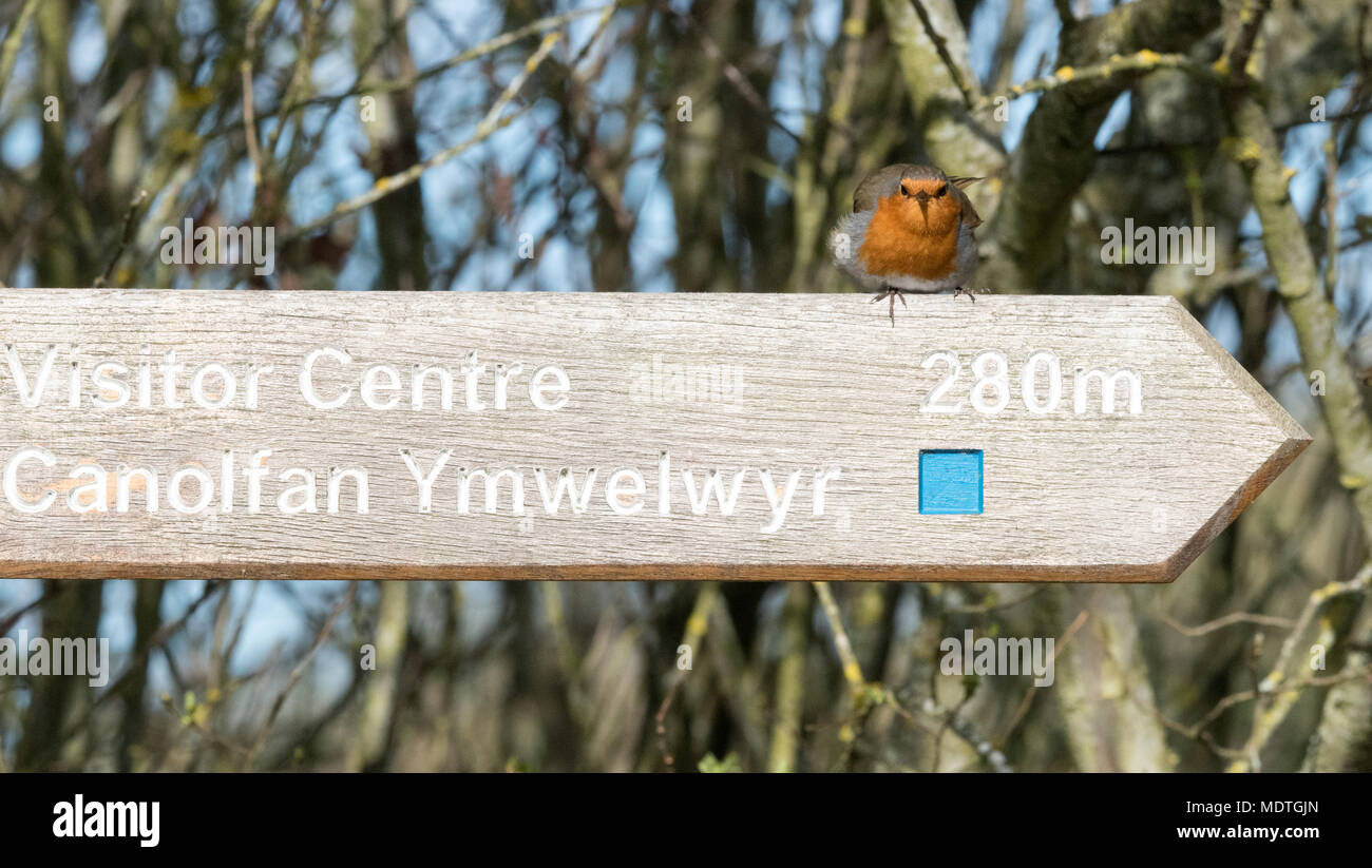 Robin standing on a direction sign Stock Photo - Alamy