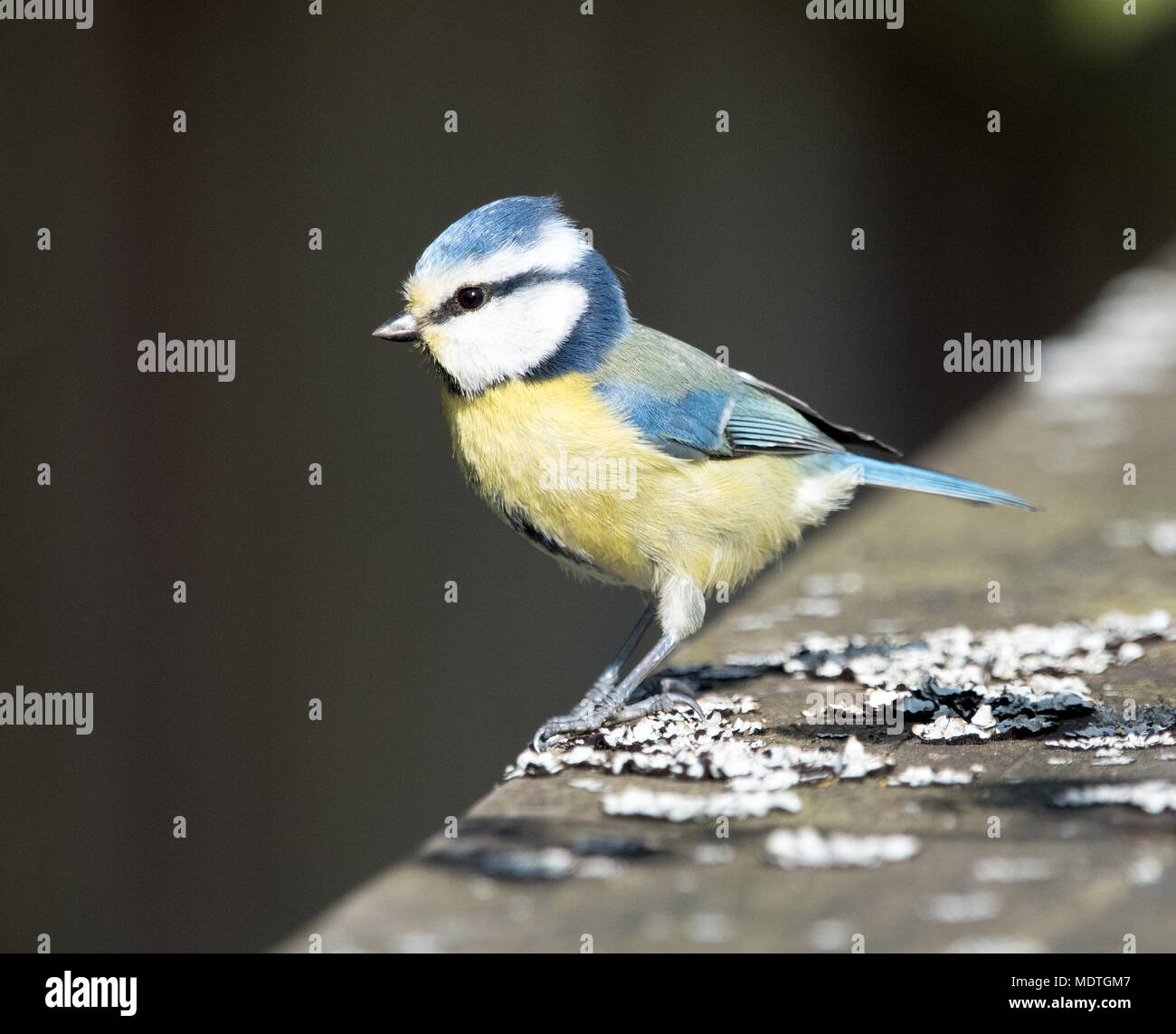 Eurasian Blue Tit (Cyanistes caeruleus Stock Photo - Alamy