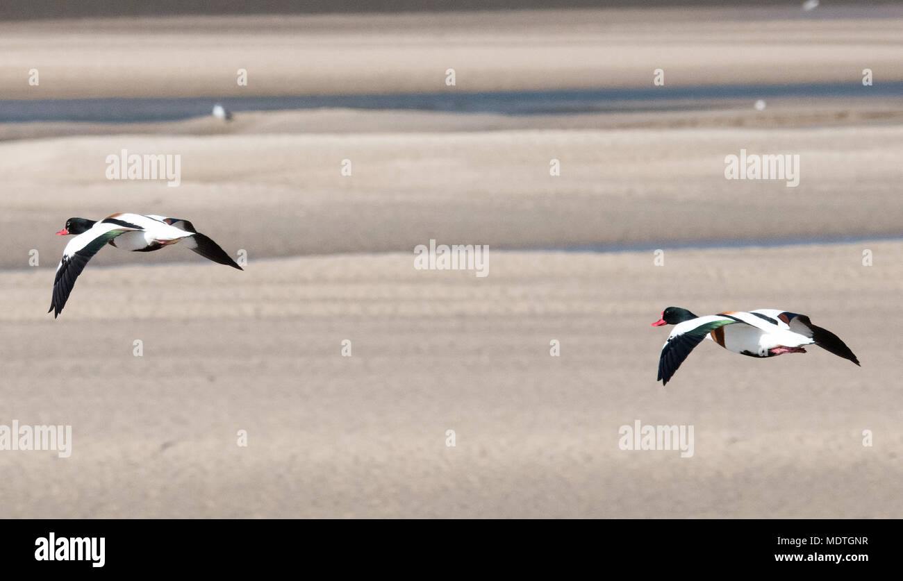 Pair of Shelducks flying Stock Photo - Alamy