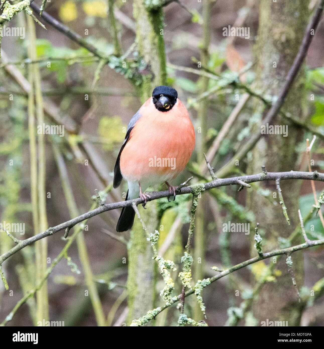 Eurasian Bullfinch (Pyrrhula pyrrhula Stock Photo - Alamy