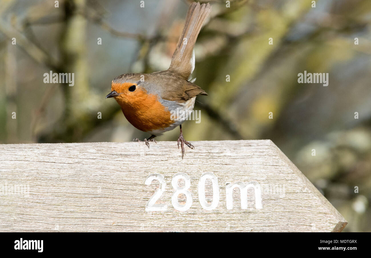 Robin standing hi-res stock photography and images - Alamy