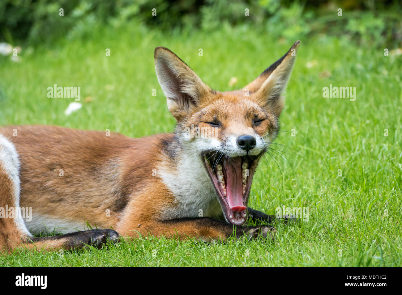 Fox Mouth Open High Resolution Stock Photography and Images - Alamy