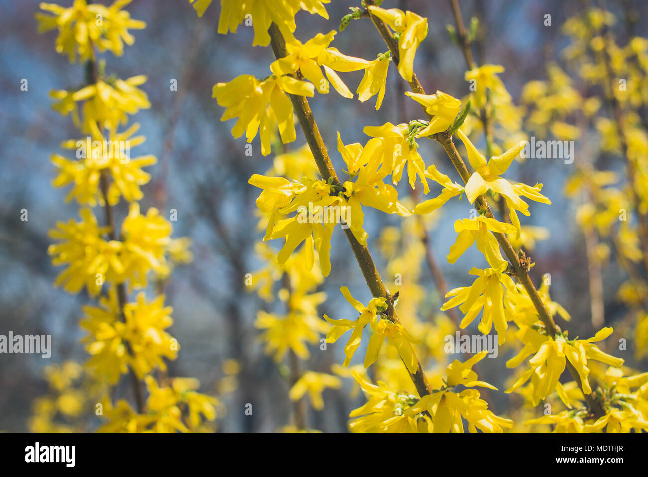 spring day nice blue sky Stock Photo - Alamy