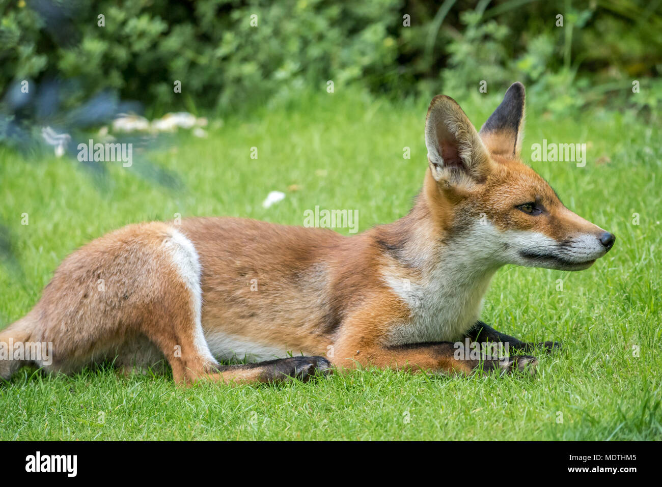 Close up of an urban red fox (Vulpes vulpes) lying on garden grass in ...