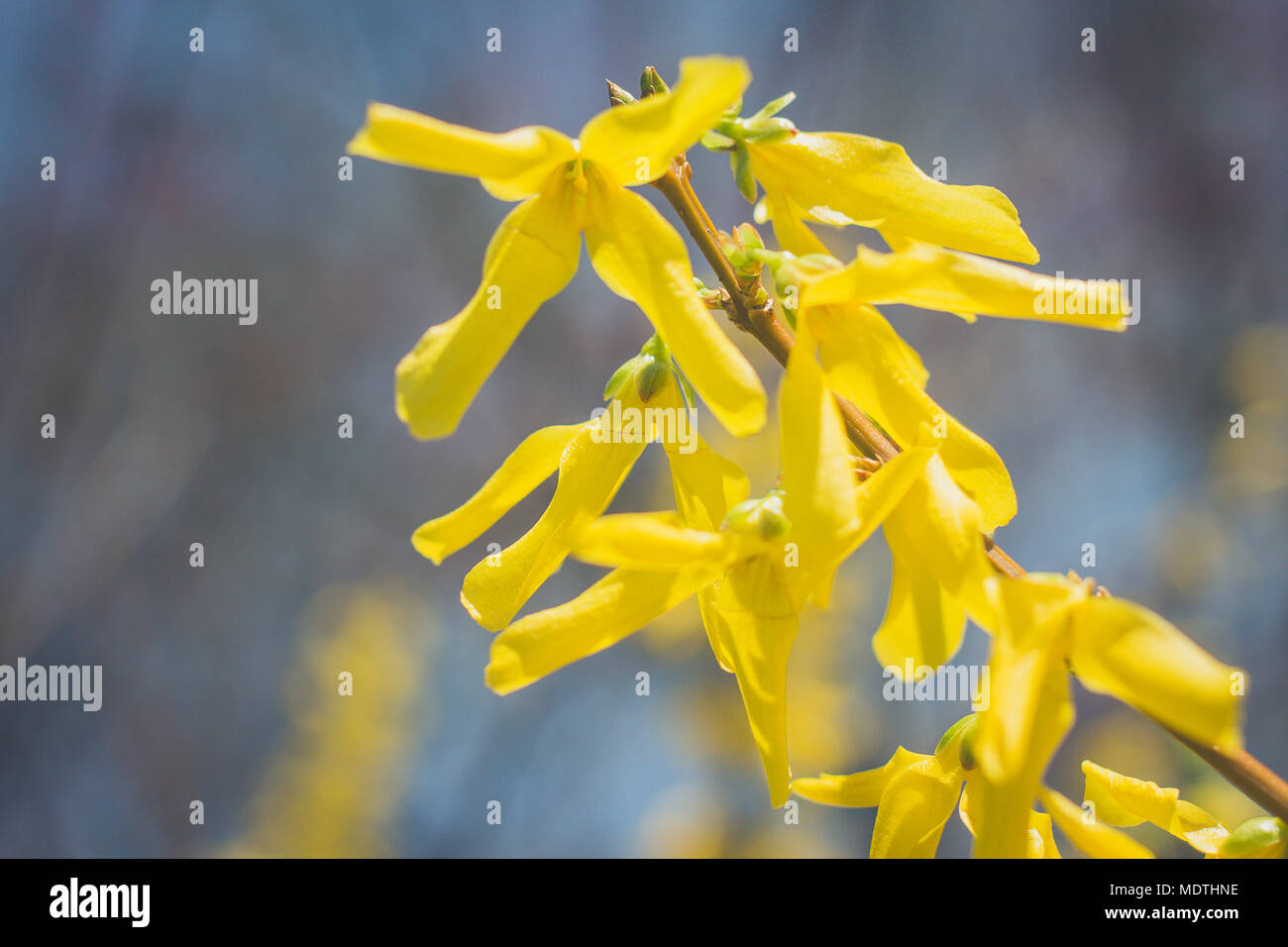 spring day nice blue sky Stock Photo - Alamy