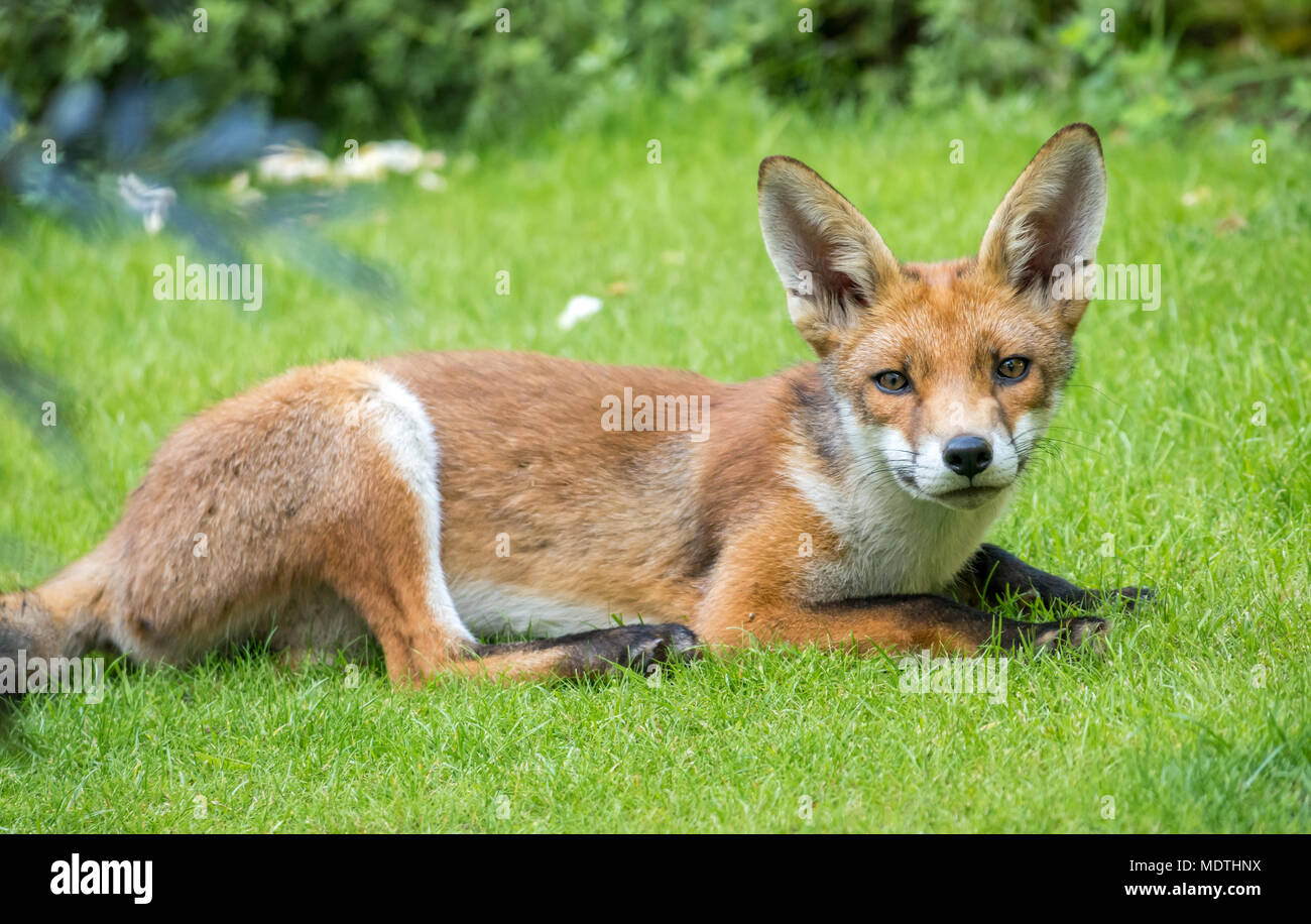 Fox lying down hi-res stock photography and images - Alamy