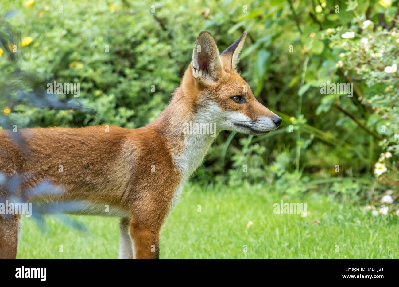 Close up of urban red fox, Vulpes vulpes, standing in London garden ...