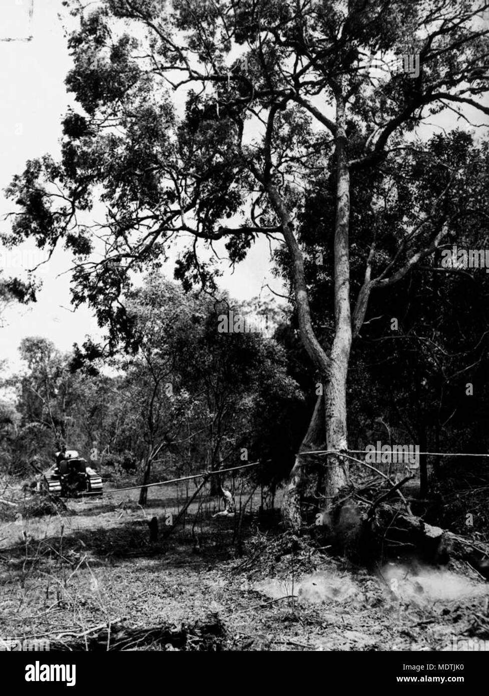 Australian bushland Black and White Stock Photos & Images - Alamy
