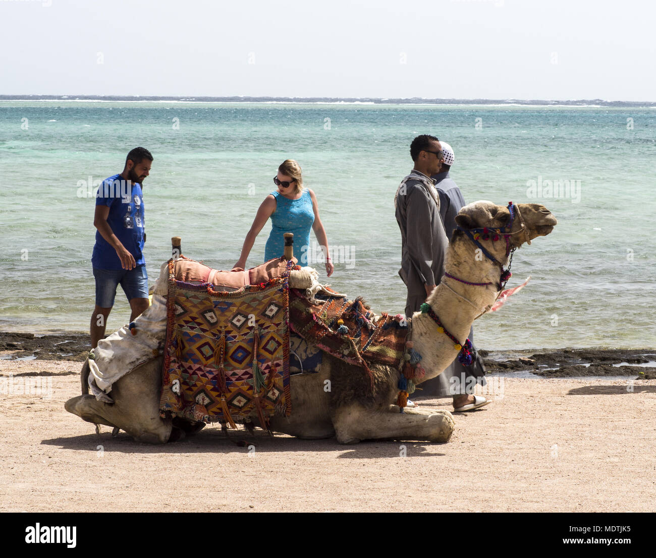 camel on the beach with tourists Stock Photo - Alamy