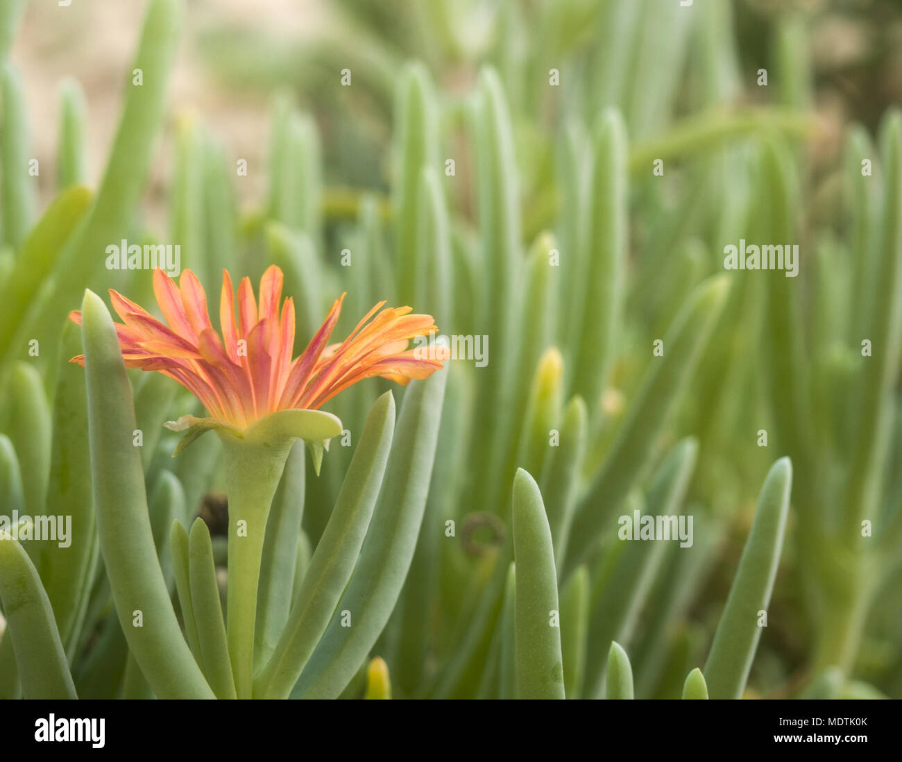 Flora in Egypt green and red Stock Photo - Alamy