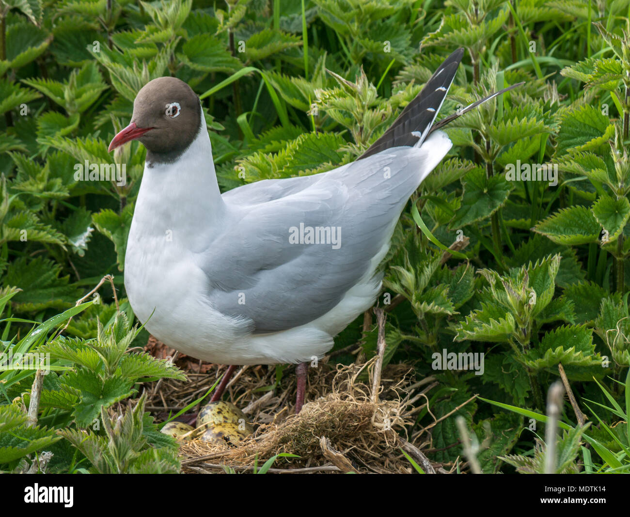 Eggs of gull hi-res stock photography and images - Alamy