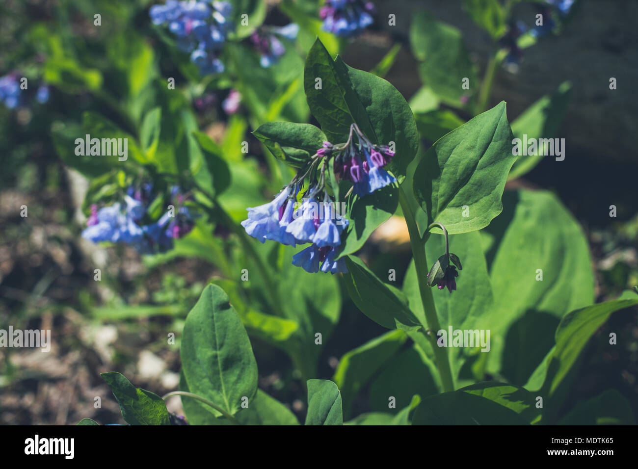 spring day nice blue sky Stock Photo - Alamy
