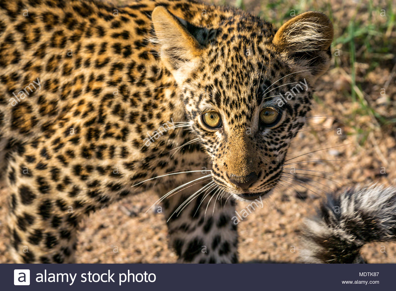 Leopard Face Close Up Stock Photos & Leopard Face Close Up Stock Images ...