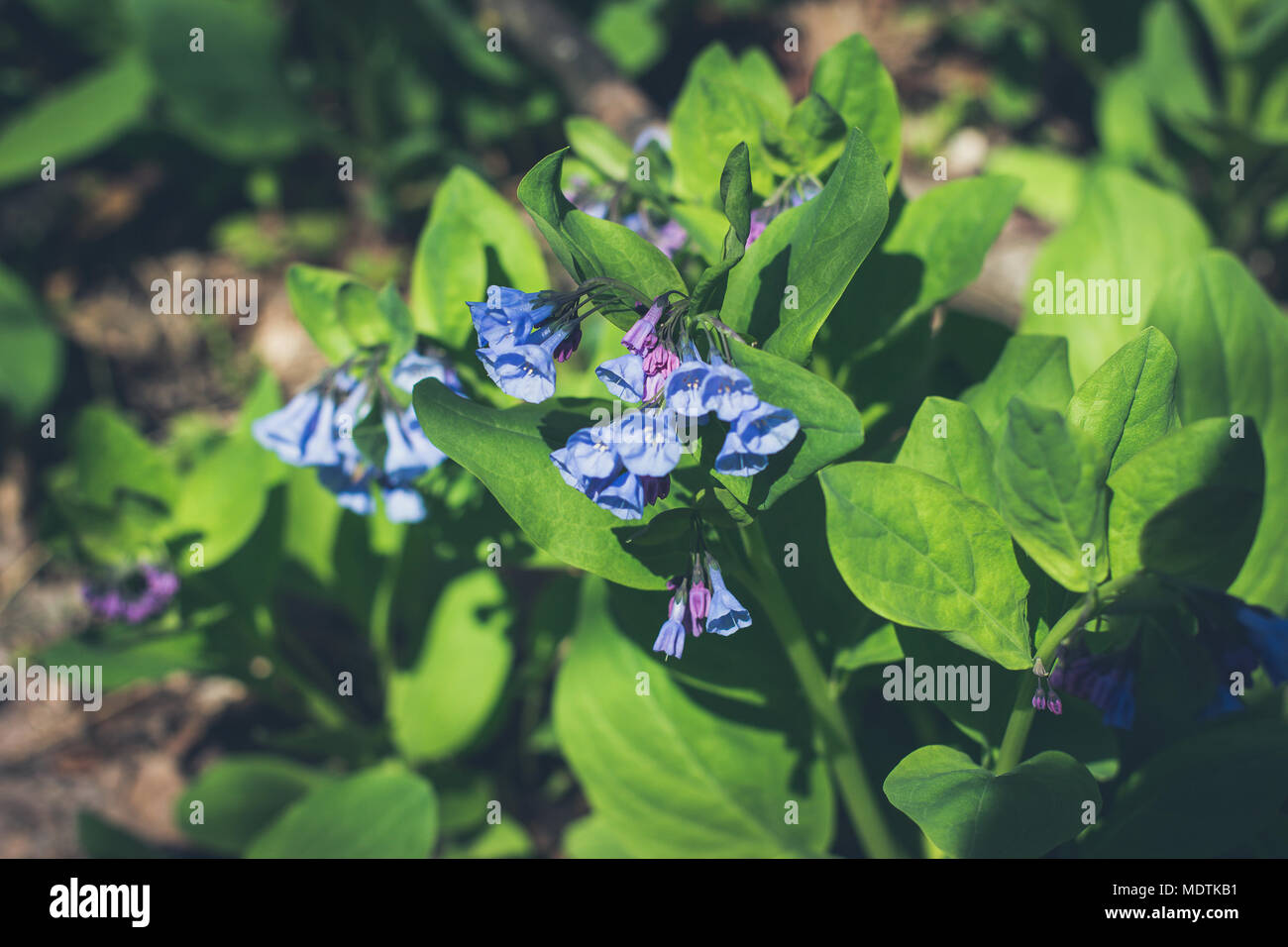 spring day nice blue sky Stock Photo - Alamy