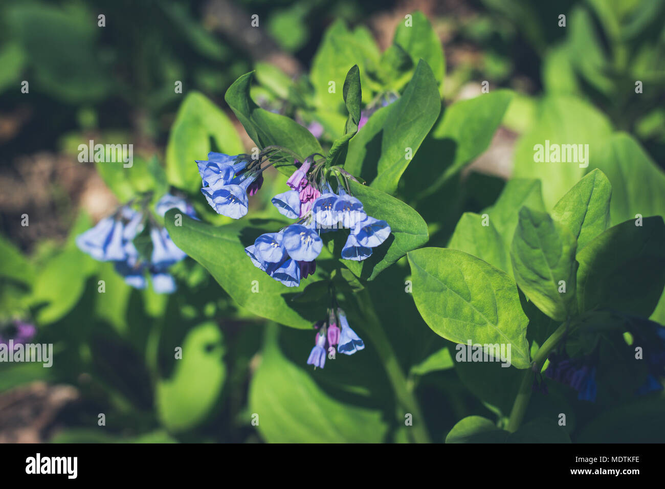 spring day nice blue sky Stock Photo - Alamy