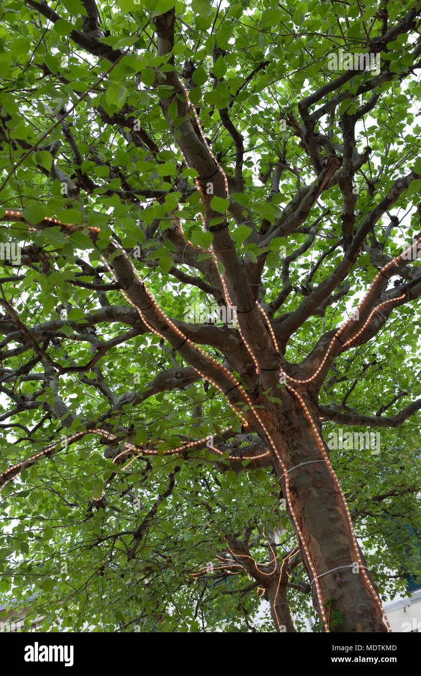 Germany, Berlin, Scheunenviertel, Barn quarter, trees and garlands ...