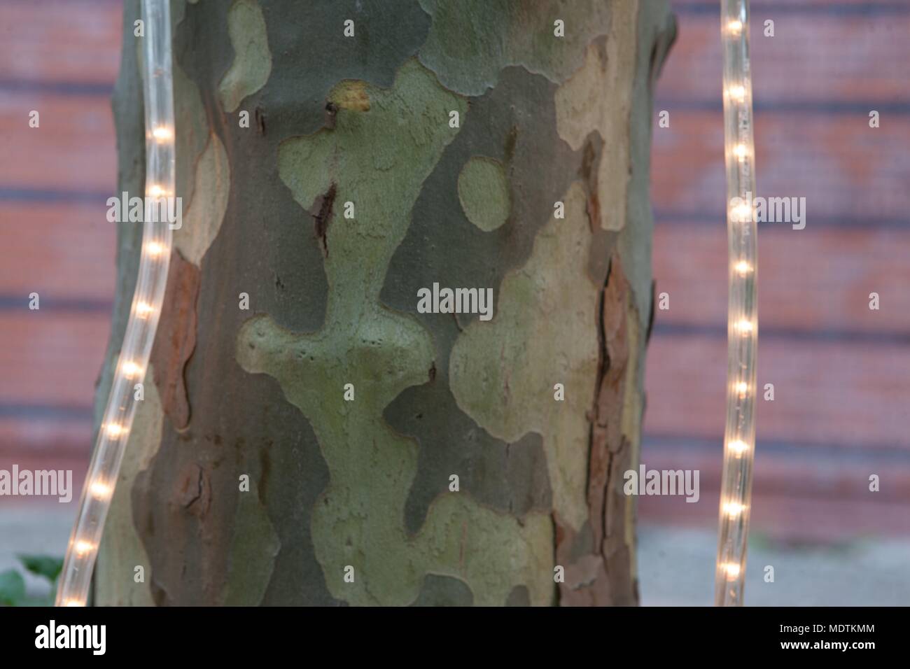 Germany, Berlin, Scheunenviertel, Barn quarter, trees and garlands ...