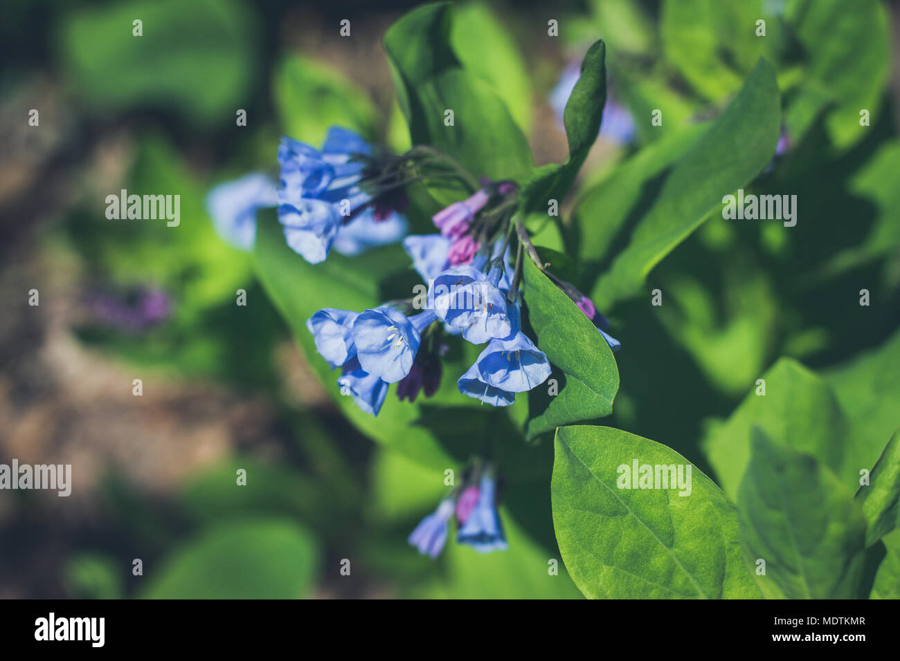 spring day nice blue sky Stock Photo - Alamy