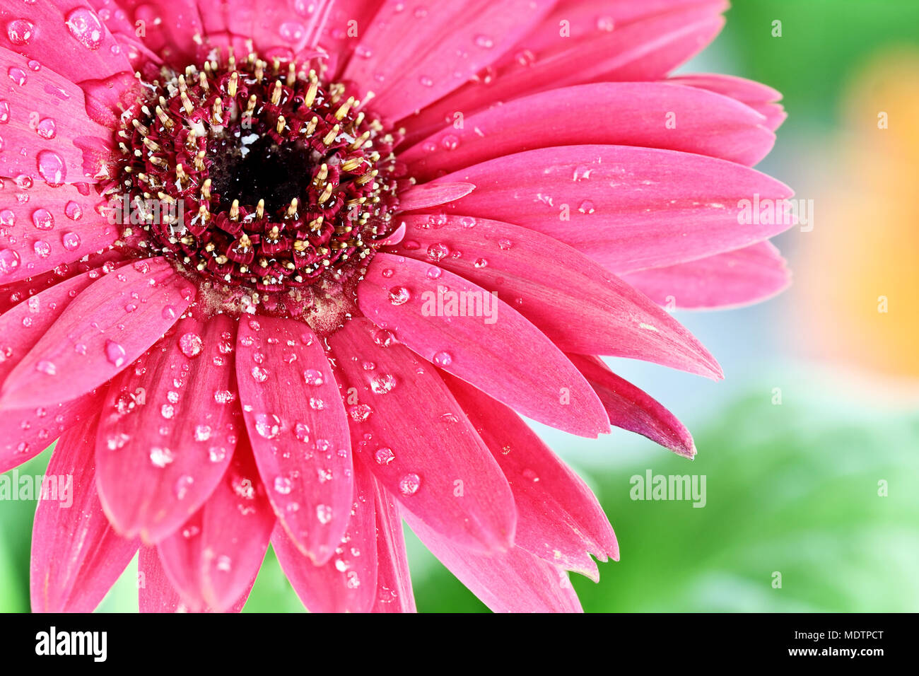 Pink gerber daisy macro with water droplets on the petals.. Extreme ...