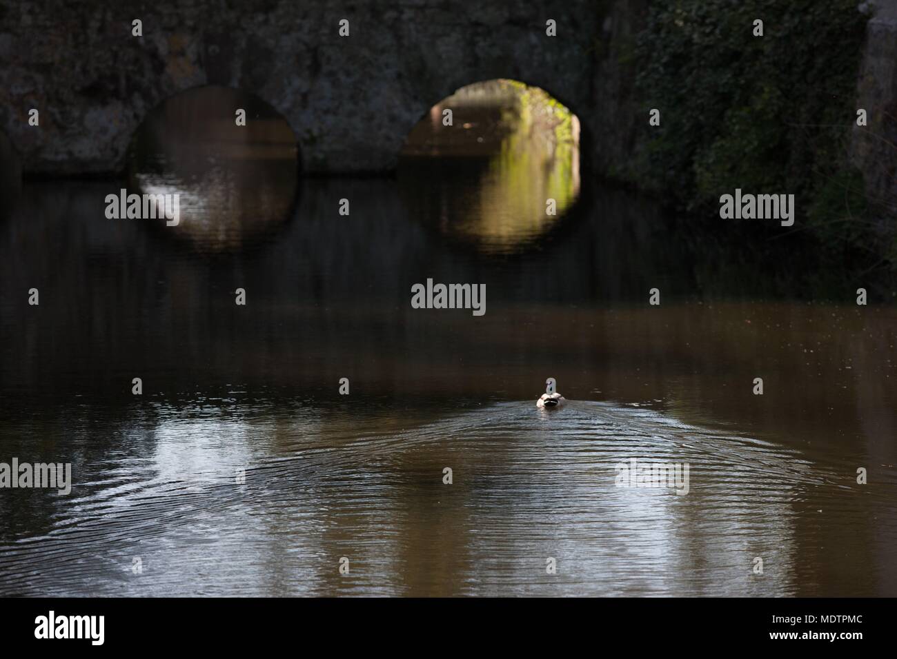Milly la foret duck hi-res stock photography and images - Alamy