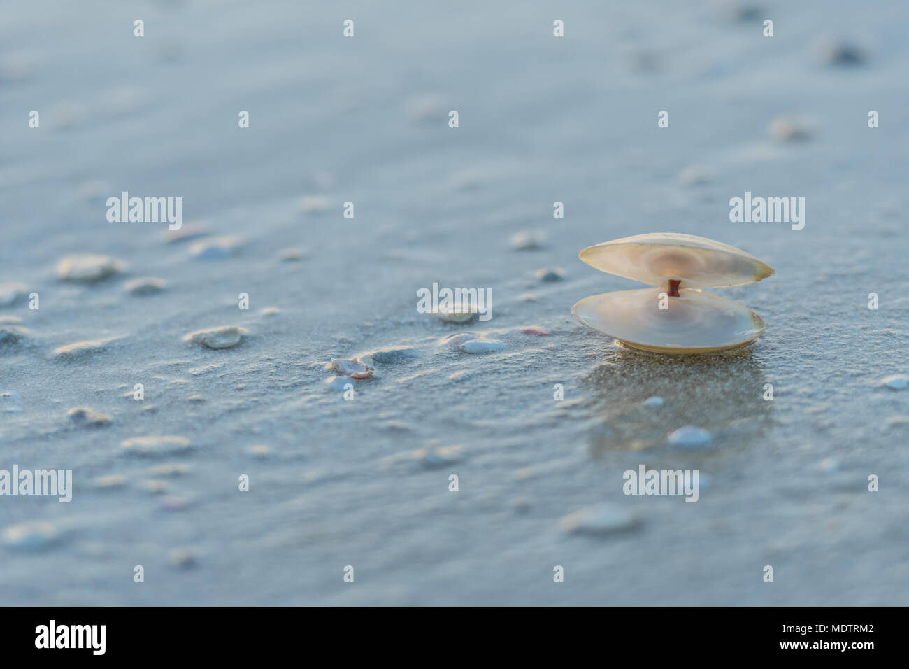 Empty Shell on Wet Beach Close Up with copy space to left Stock Photo ...