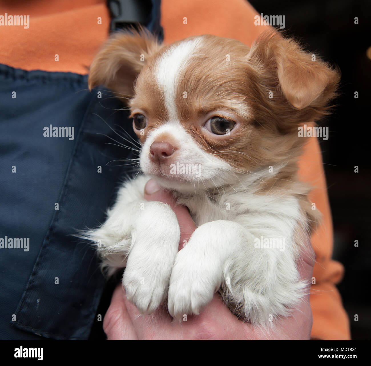 puppy Chihuahua is holding a work Stock Photo - Alamy